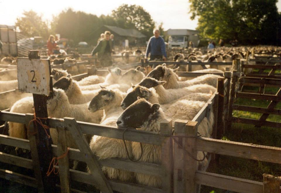 SheepFair